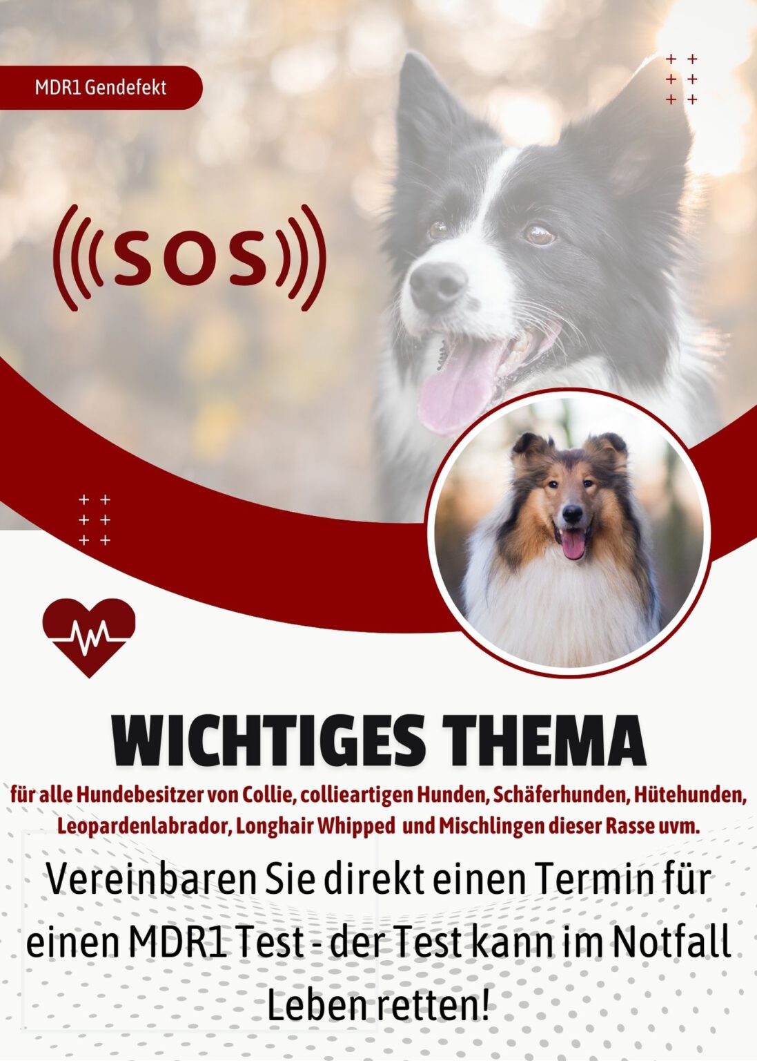 MDR1-Gendefekt - VETPraxis für Kleintiere